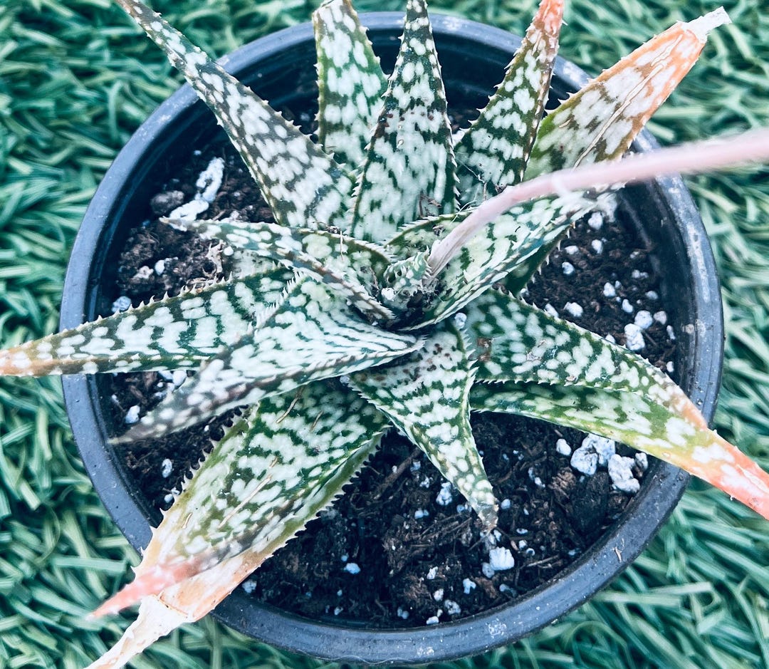Aloe Delta Lights - Etsy