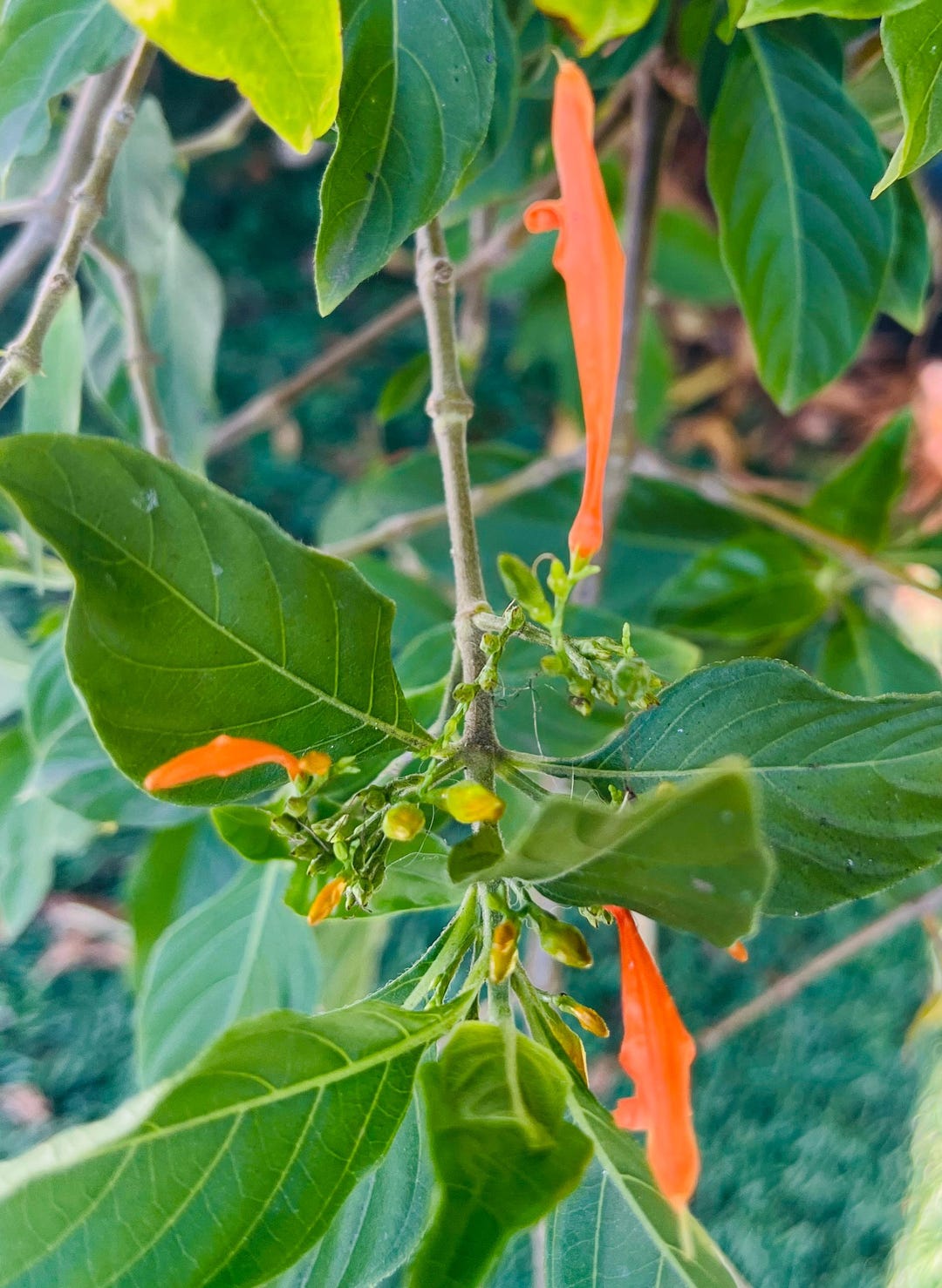 Muicle Plant - Etsy