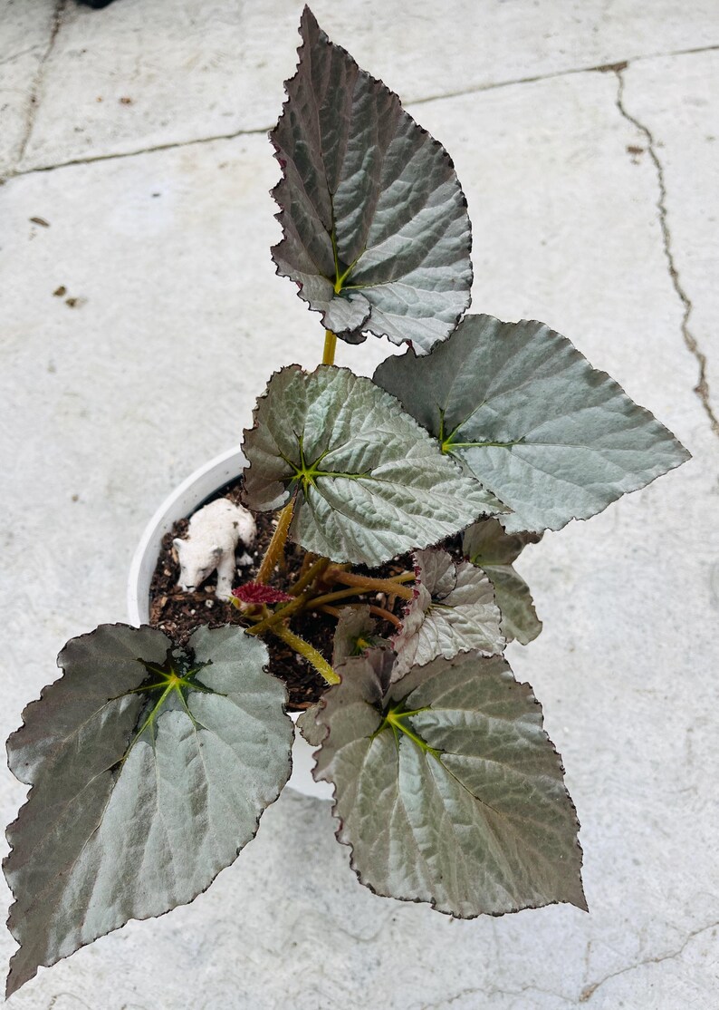 Begonia Rex (silver Begonia) - Etsy
