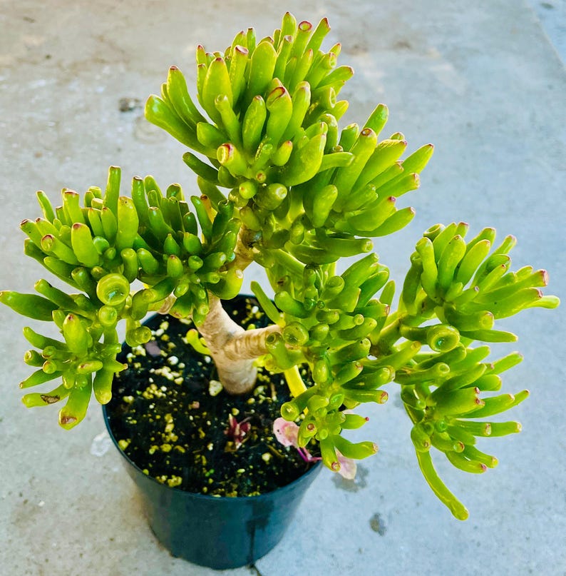 Crassula Ovata Gollum Jade - Etsy