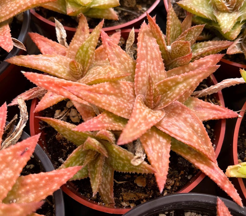 Aloe Congolensis - Etsy