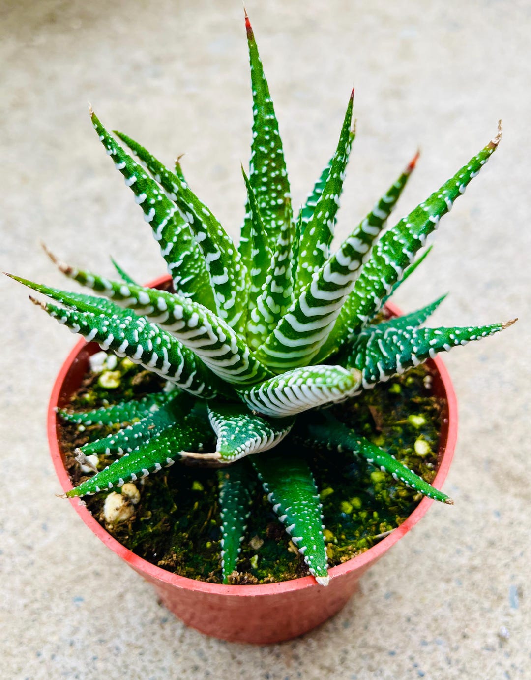 Haworthia Faciata 'cebra Plant' - Etsy