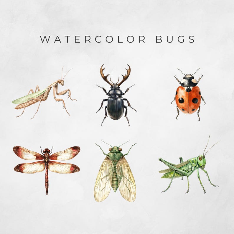 Watercolor Bugs Adventure Clipart Pack | Backyard Bugs | PNG Clipart ...