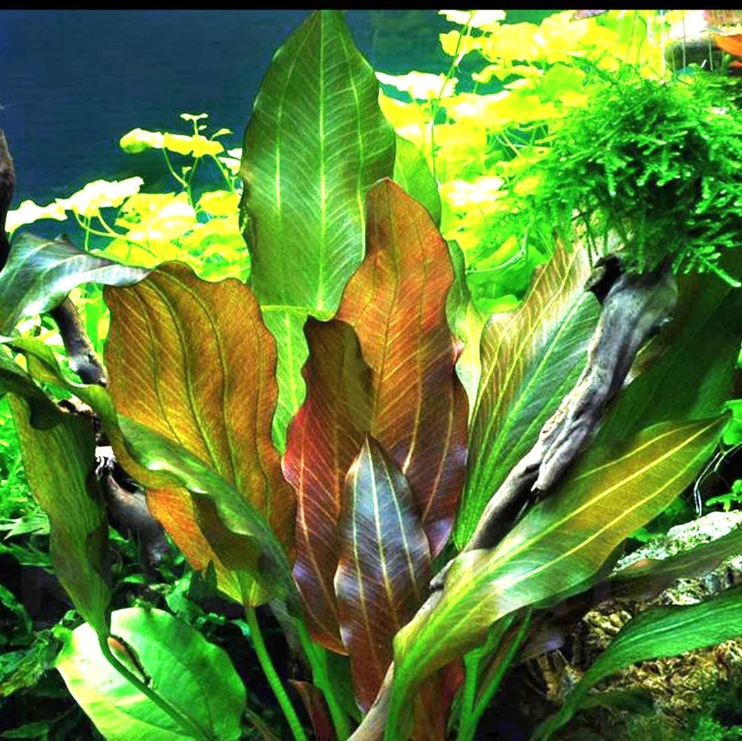 Red Rubin Amazon Sword Plants - Aquarium Plants - Etsy
