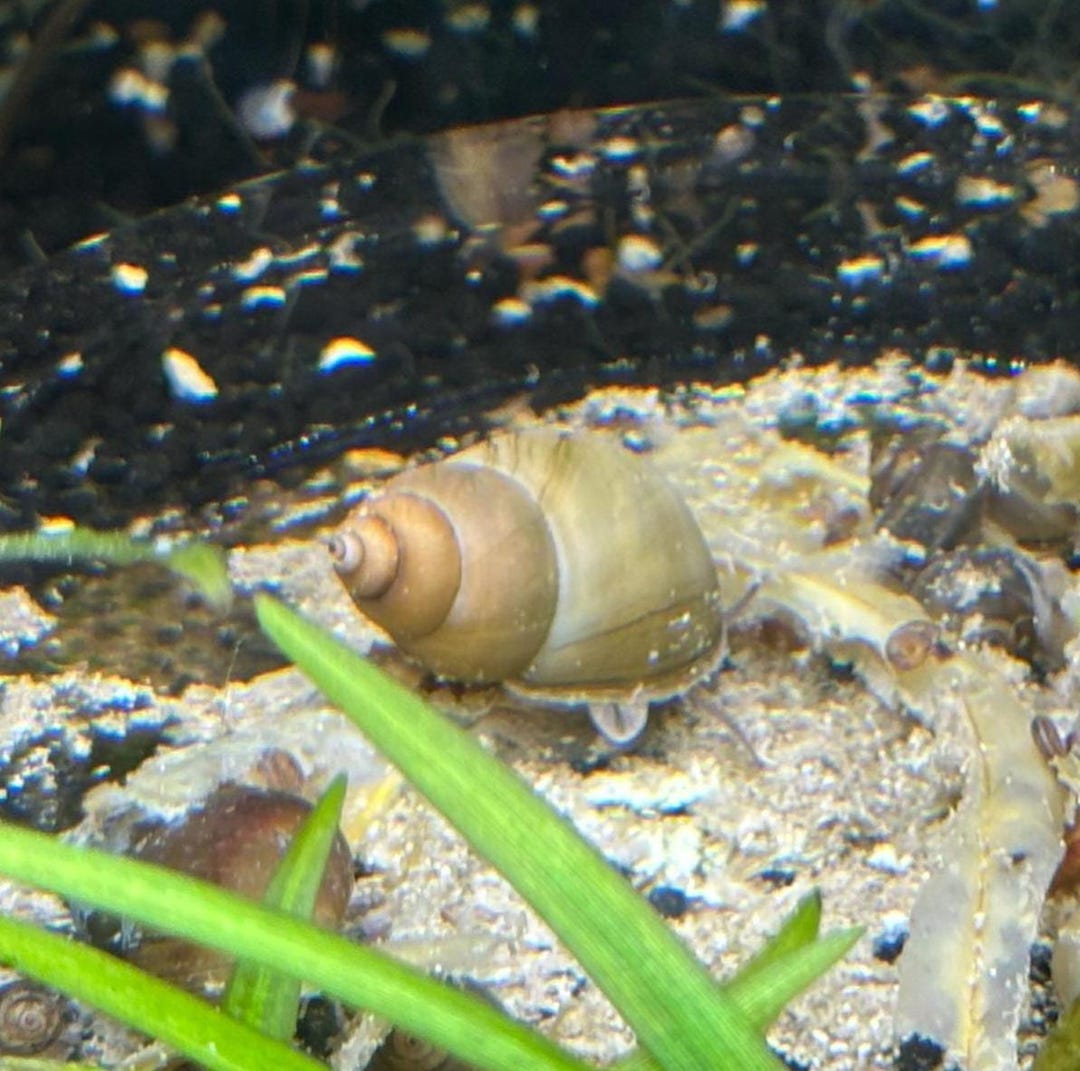 Japanese Trapdoor Snail Shell With Inhabitant *read Item Description ...
