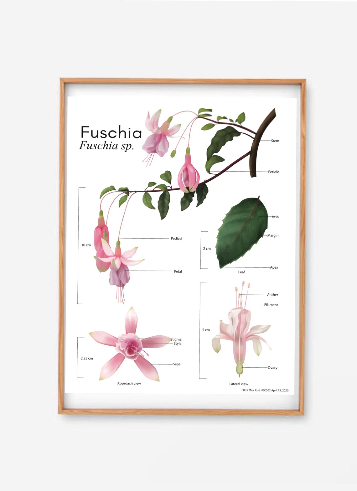 Fuschia Botanical Illustration - Digital Print - Etsy