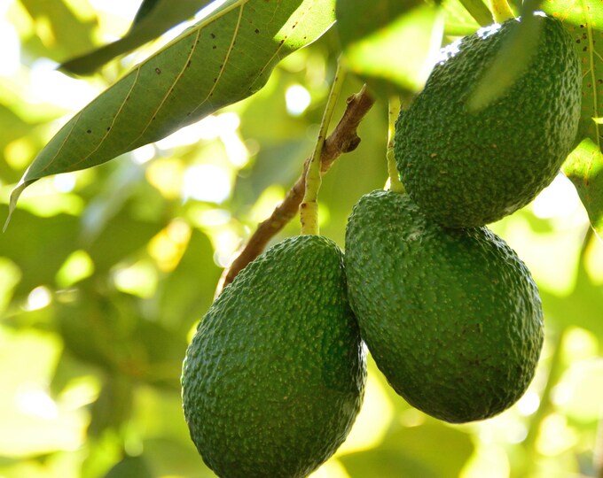 Naturally Grown Medium-large Avocados (5 Lb | 10-12 Ct) – Fresh From ...