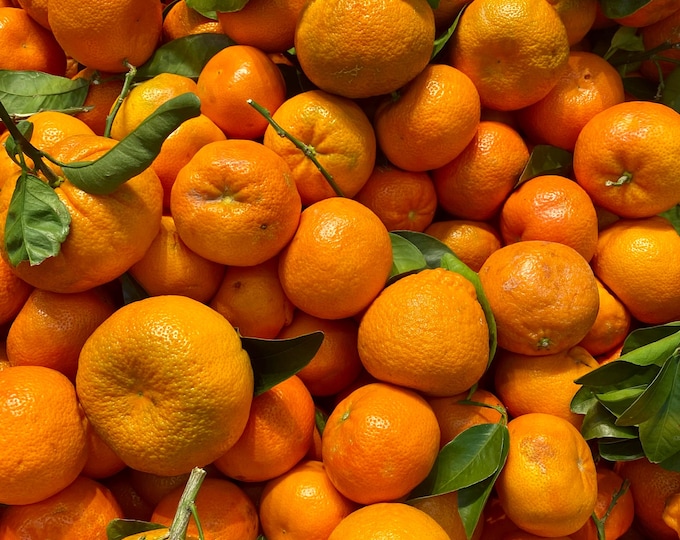 Satsuma Mandarins – Back in Stock for Limited Time! Ultra-fragrant ...