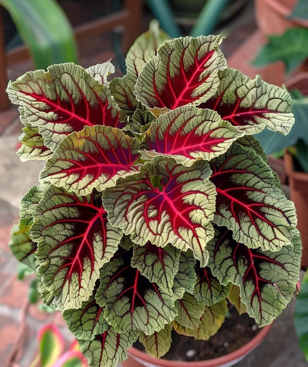 20 Coleus Seeds – Rare Red & Green Color, Variegated Foliage, Easy Grow ...