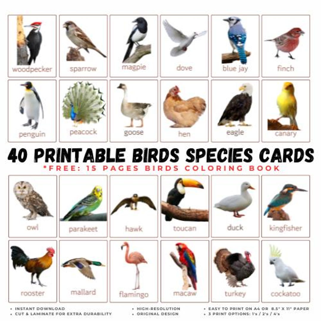 Bird Flashcards: 40 Species, Montessori Learning (digital Download) - Etsy