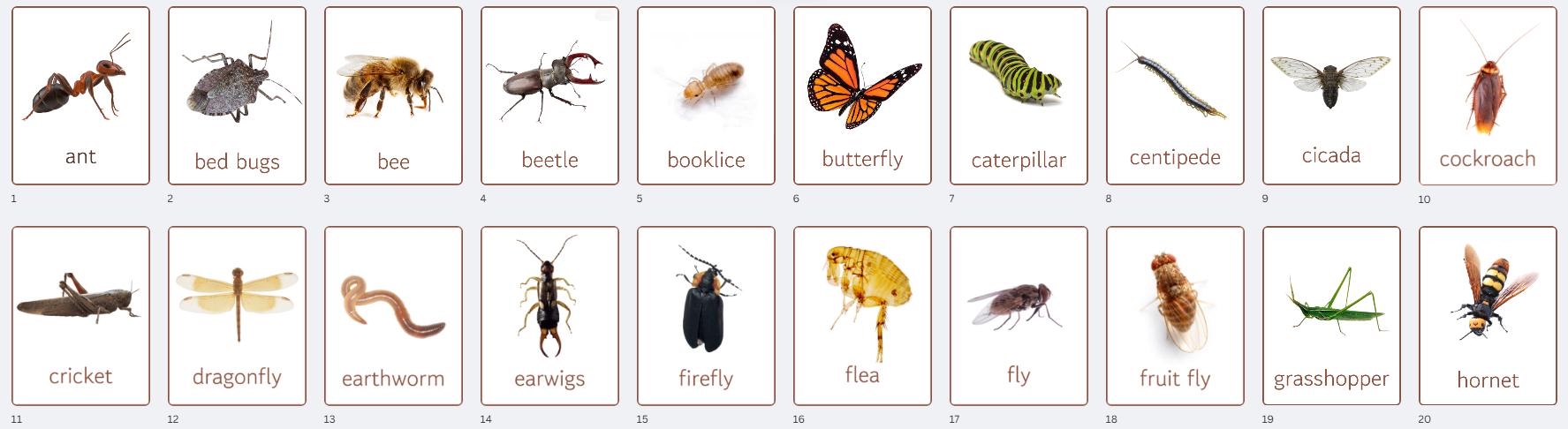 Insects Flashcards: Montessori Nature Study (printable) - Etsy