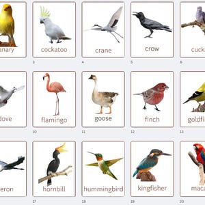 Bird Flashcards: 40 Species, Montessori Learning (digital Download) - Etsy