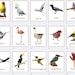 Bird Flashcards: 40 Species, Montessori Learning (digital Download) - Etsy