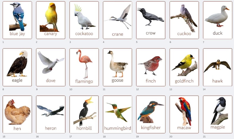 Bird Flashcards: 40 Species, Montessori Learning (digital Download) - Etsy