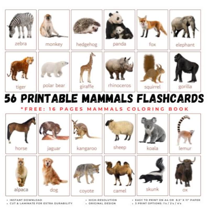 Mammals Flashcards: 56 Animal Cards for Montessori Learning (PDF) - Etsy