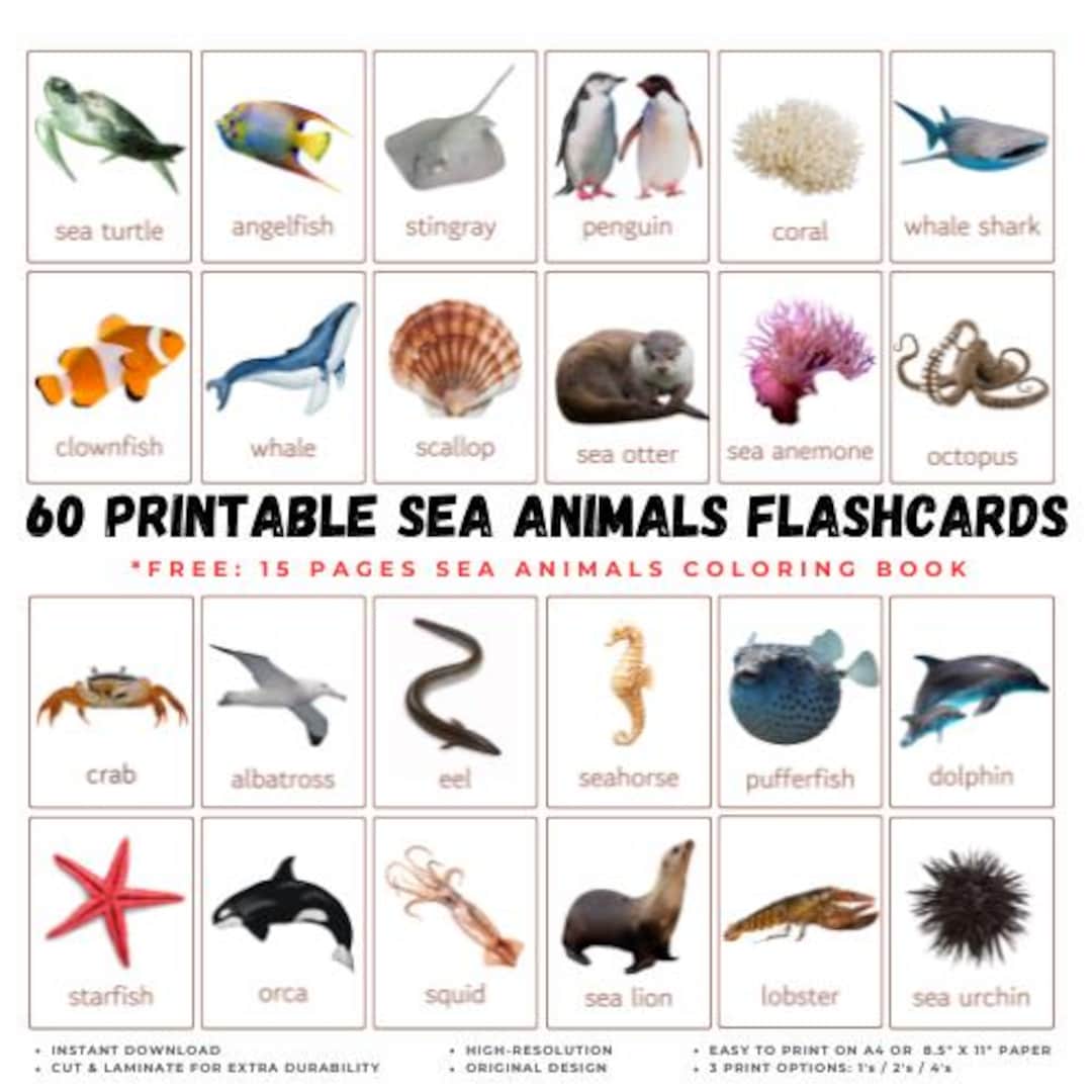 60 Printable OCEAN ANIMALS Flashcard W/ Real Pictures | Marine Mammals ...