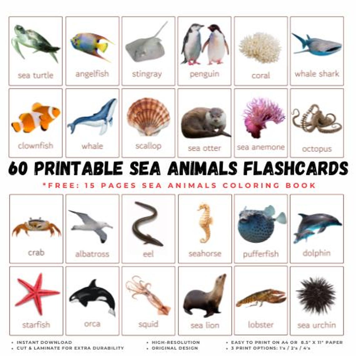 60 Printable OCEAN ANIMALS Flashcard W/ Real Pictures | Marine Mammals ...