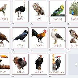 Bird Flashcards: 40 Species, Montessori Learning (digital Download) - Etsy