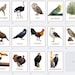 Bird Flashcards: 40 Species, Montessori Learning (digital Download) - Etsy