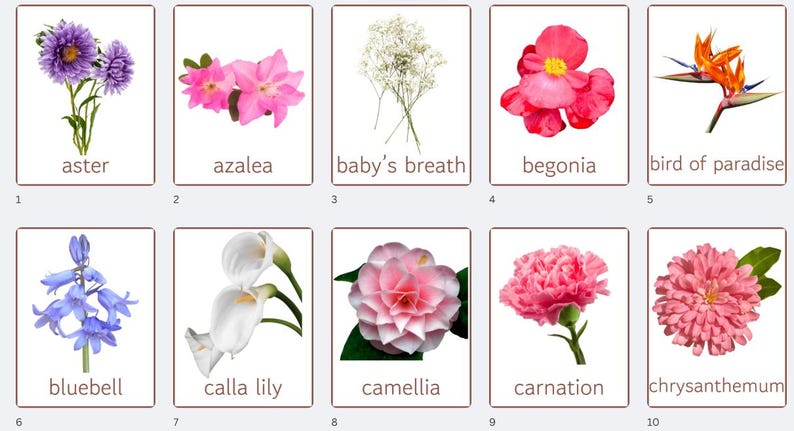 Flower Flashcards: A-Z Printable Montessori Cards (PDF) - Etsy