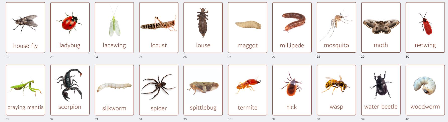 Insects Flashcards: Montessori Nature Study (printable) - Etsy