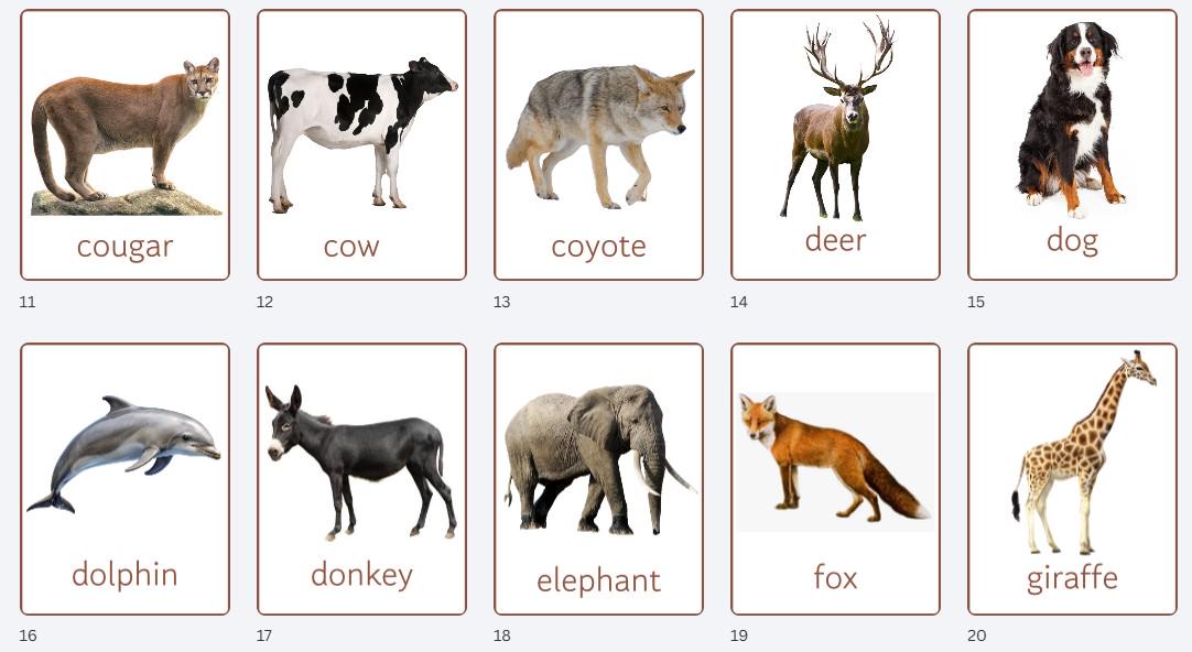 Mammals Flashcards: 56 Animal Cards for Montessori Learning (PDF) - Etsy