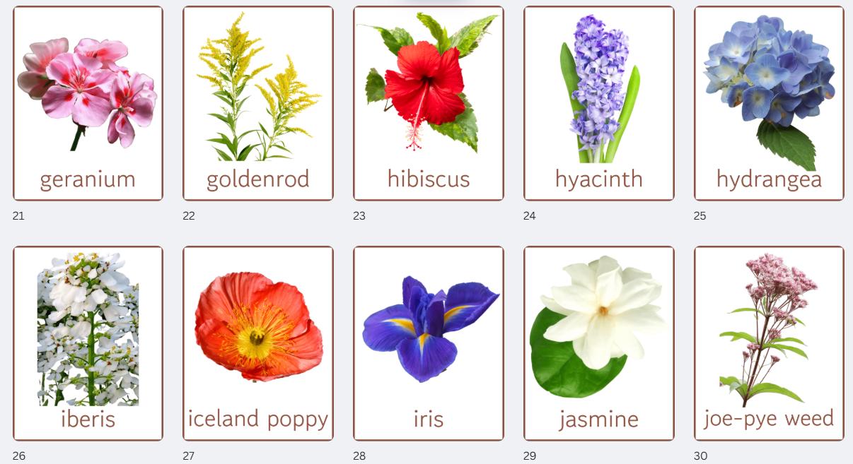 Flower Flashcards: A-Z Printable Montessori Cards (PDF) - Etsy
