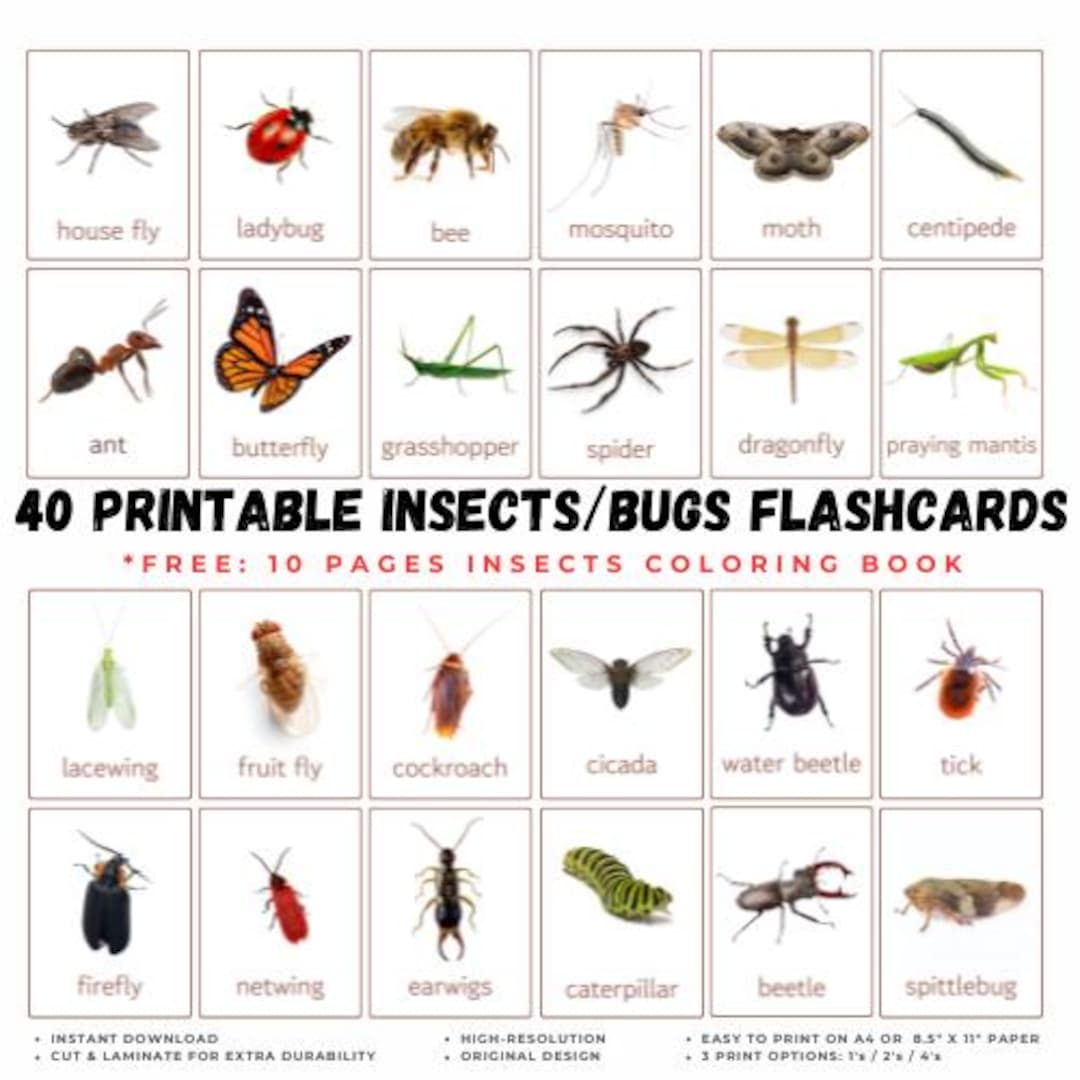 Insects Flashcards: Montessori Nature Study (printable) - Etsy