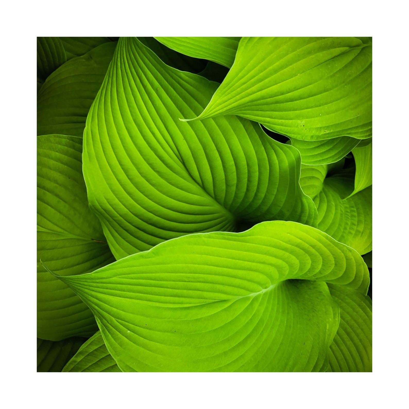 Green Hostas Botanical Print Poster | Matte Vertical Poster - Etsy