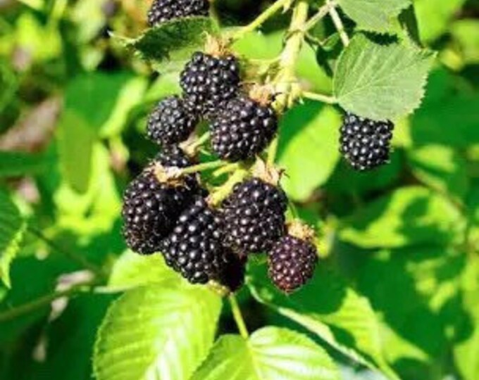 Blackberry Thornless Triple Crown 5 Plants - Etsy