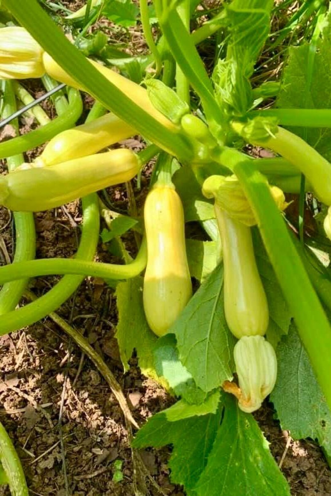 Smooth Criminal Summer Squash. Yellow Straight-neck. 10 Seeds. Free ...
