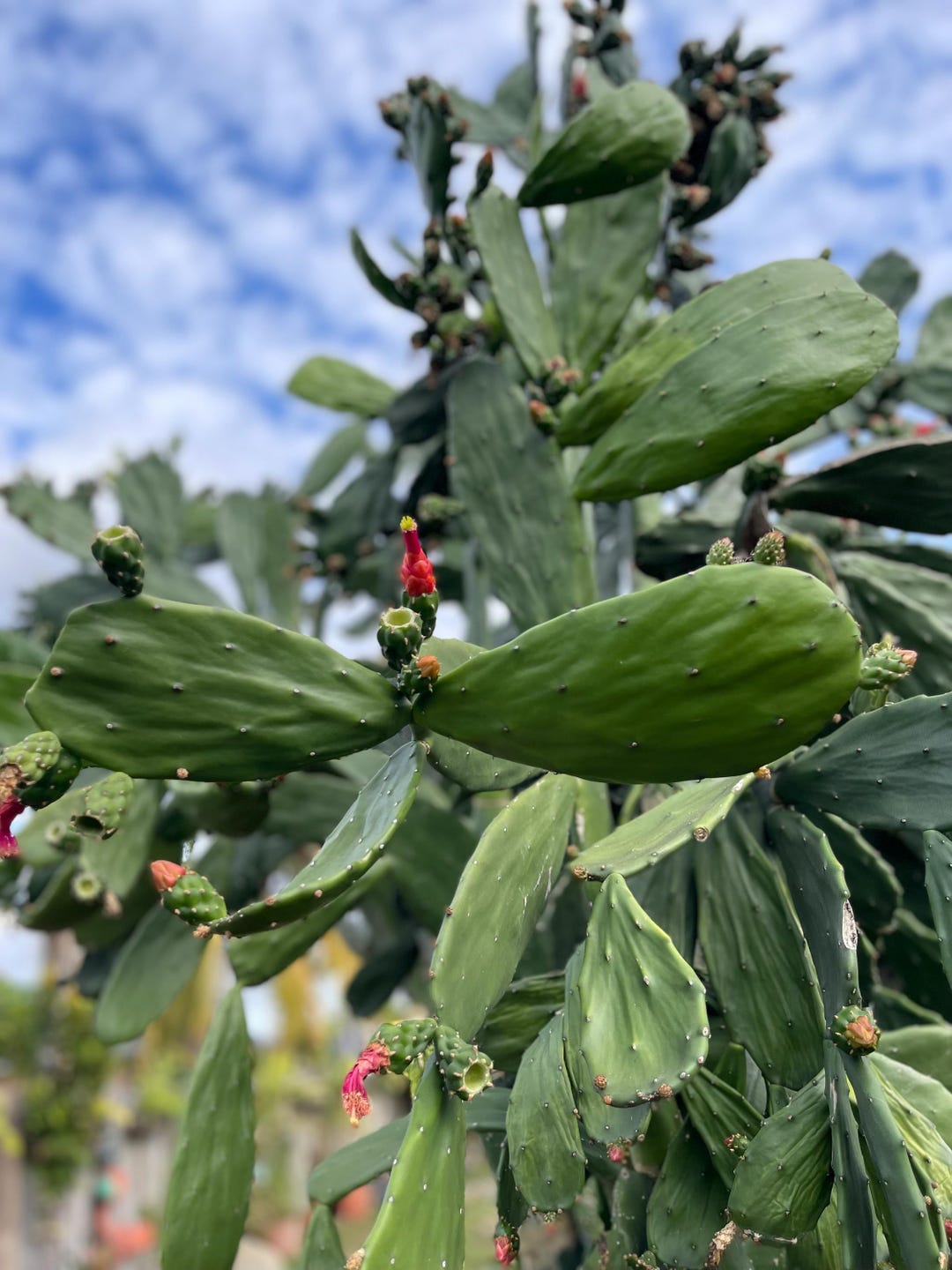 Cactus Prickly Pear Paddles, Fresh Spineless Nopal Pads for Tortoises ...