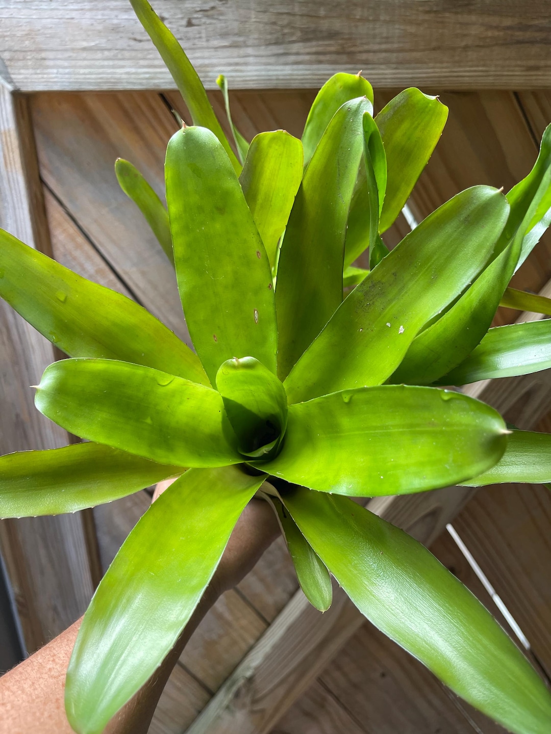 Bromeliad Plant Easy Plant Tillandsia Bromeliad Pup Unrooted - 3 per ...