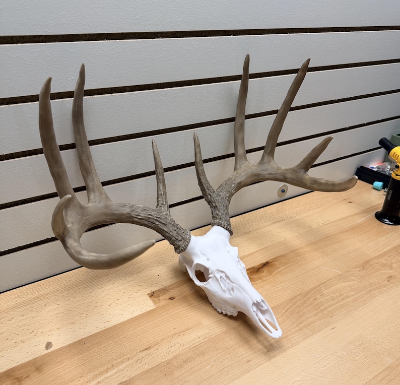 Faux Taxidermy European Deer Mount - Etsy