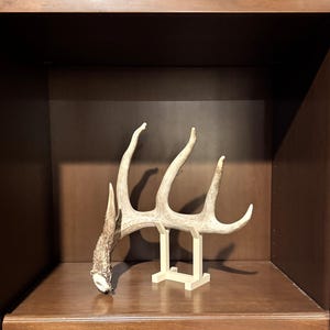 Deer Shed Antler Display Stand - Show off Your Trophy Finds - Etsy
