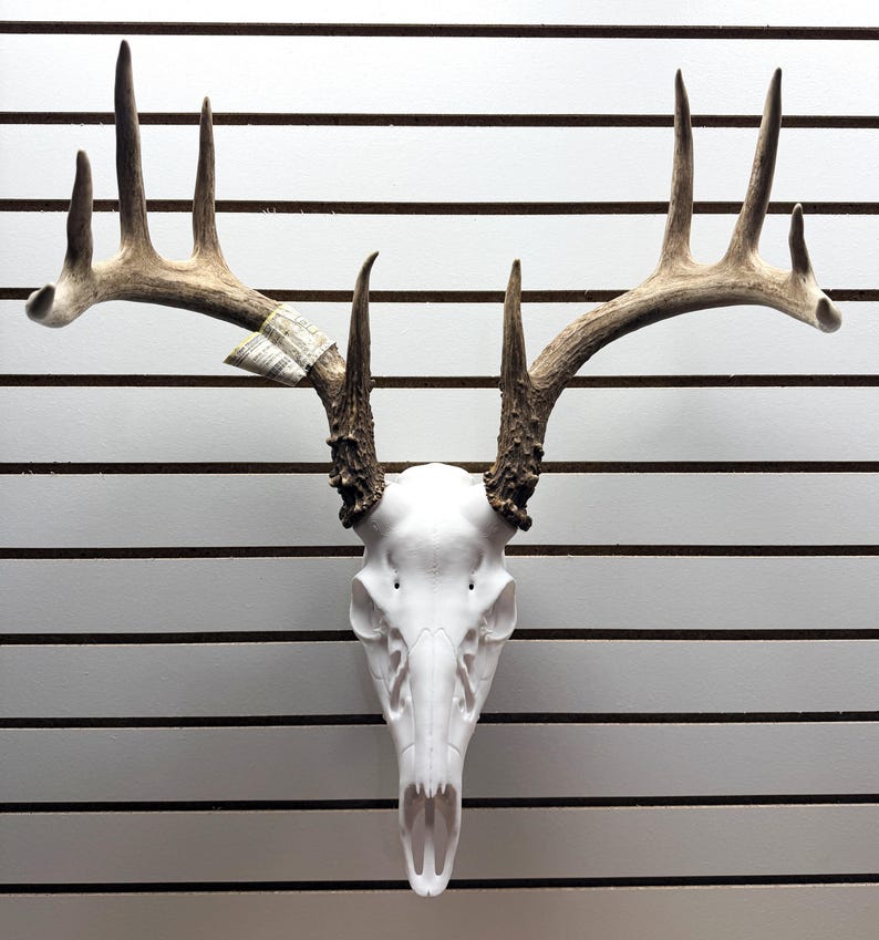 3D Printed Whitetail Deer Euro Mount | Multiple Sizes | Multiple Colors ...
