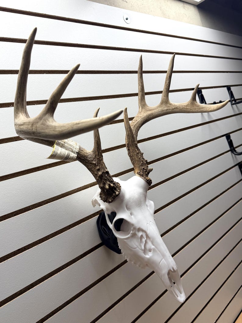 3D Printed Whitetail Deer Euro Mount | Multiple Sizes | Multiple Colors ...