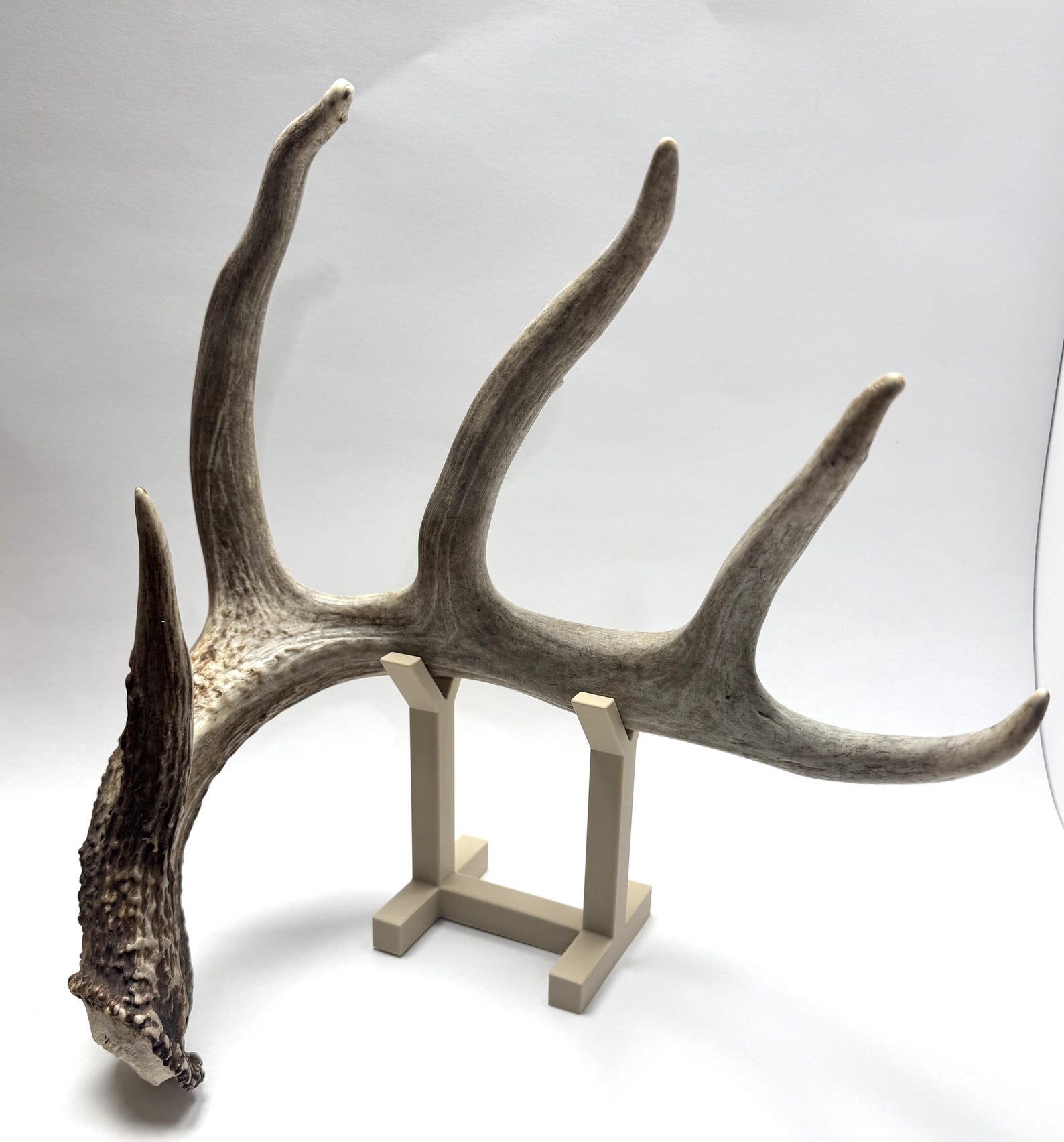 Deer Shed Antler Display Stand - Show off Your Trophy Finds - Etsy