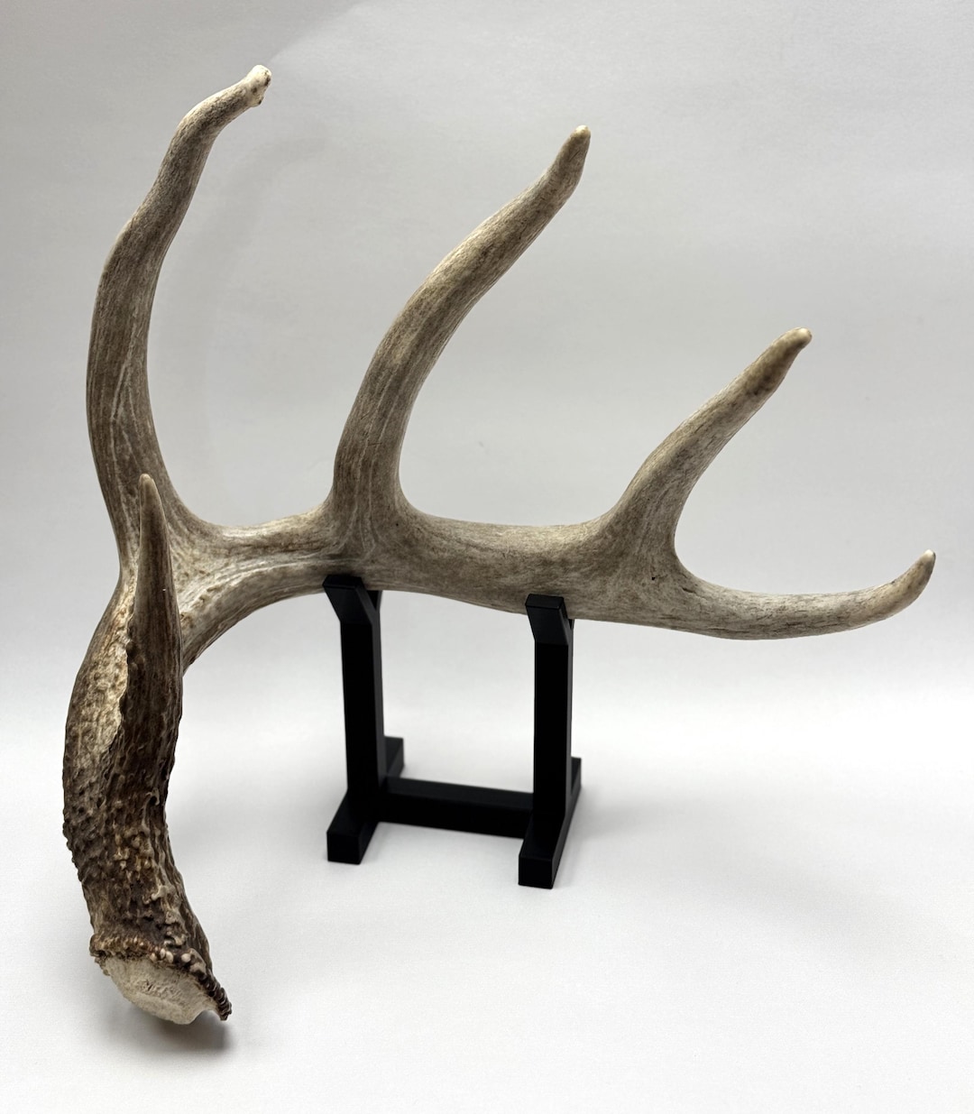 Deer Shed Antler Display Stand - Show off Your Trophy Finds - Etsy