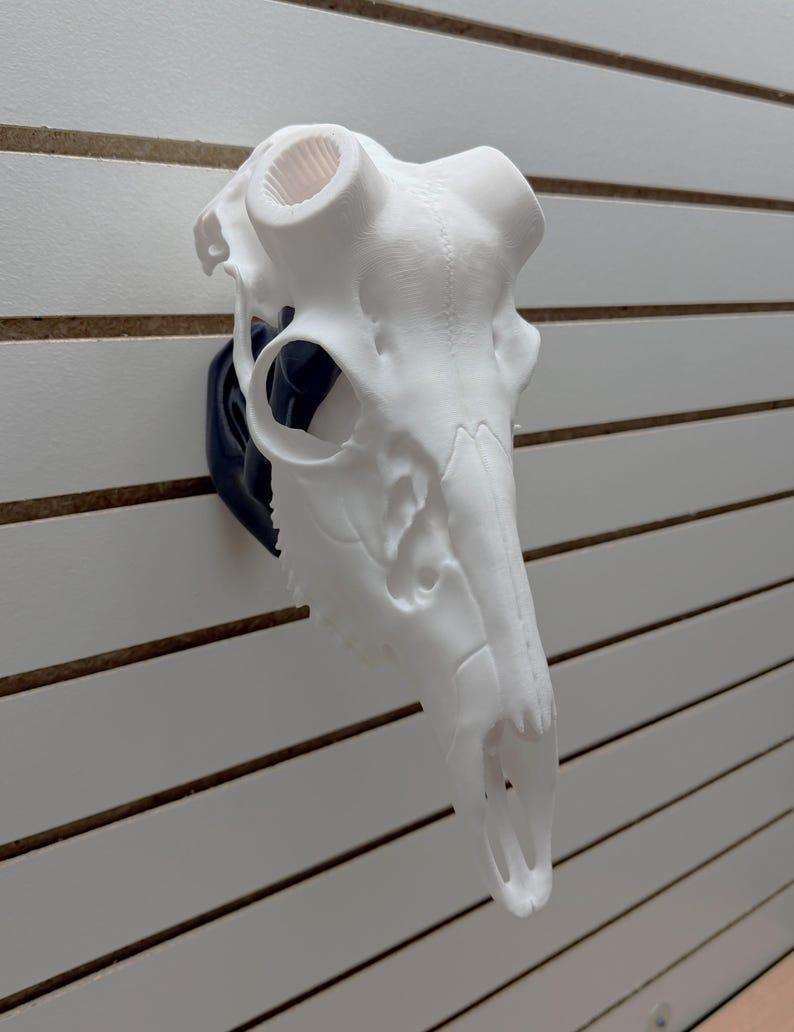 3D Printed Whitetail Deer Euro Mount | Multiple Sizes | Multiple Colors ...