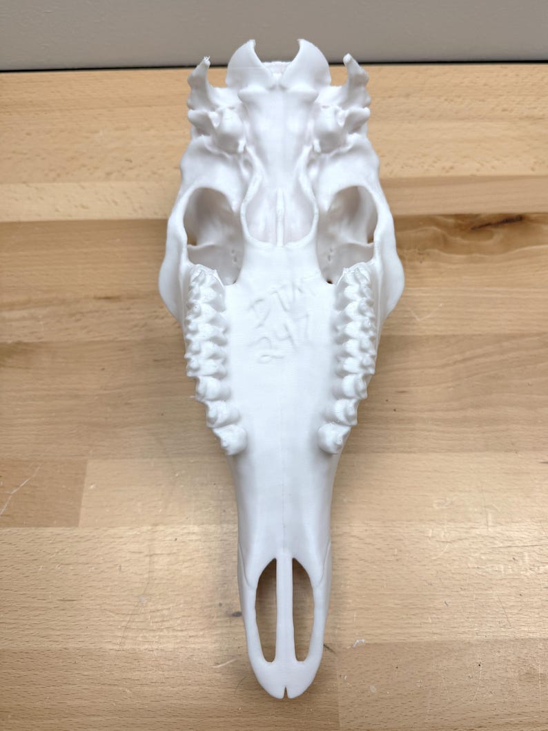 3D Printed Whitetail Deer Euro Mount | Multiple Sizes | Multiple Colors ...