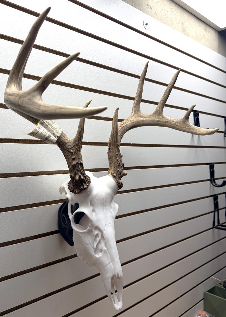 3D Printed Whitetail Deer Euro Mount | Multiple Sizes | Multiple Colors ...