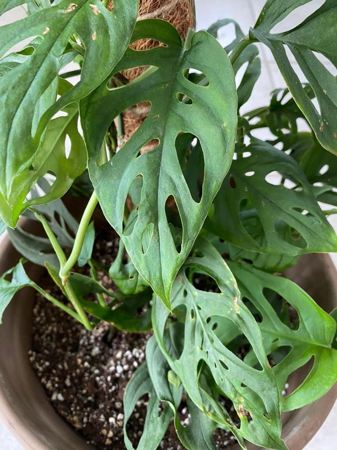 Monstera Adansonii (wide Form) Swiss Cheese Plant Cuttings - Etsy