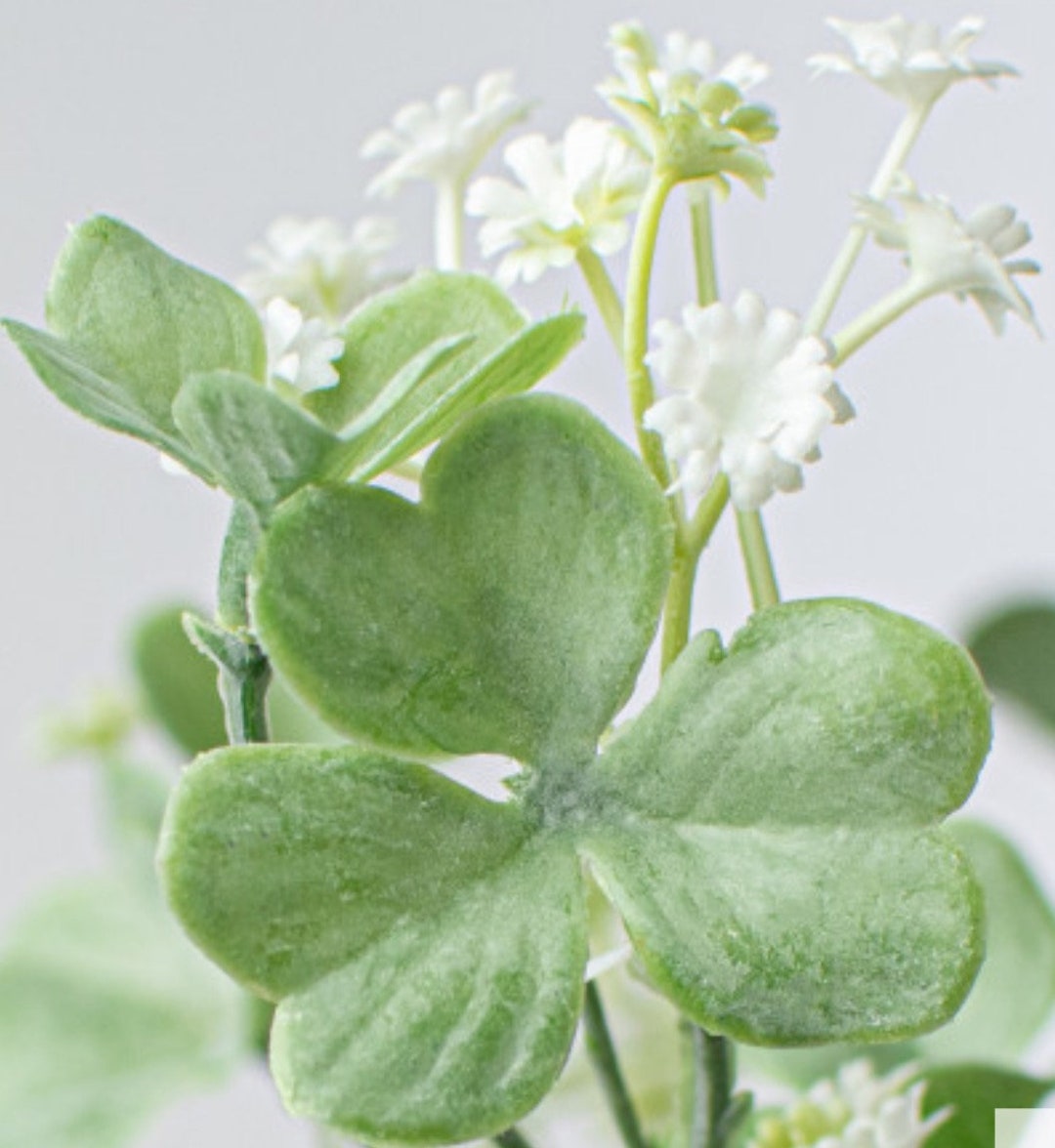 12 Shamrock Clovers Floral Pick St. Patricks Day Greenery Spray - Etsy