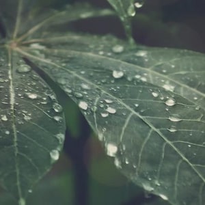 Professional Green Linkedin Banners | Plant-themed Leafy Linkedin ...