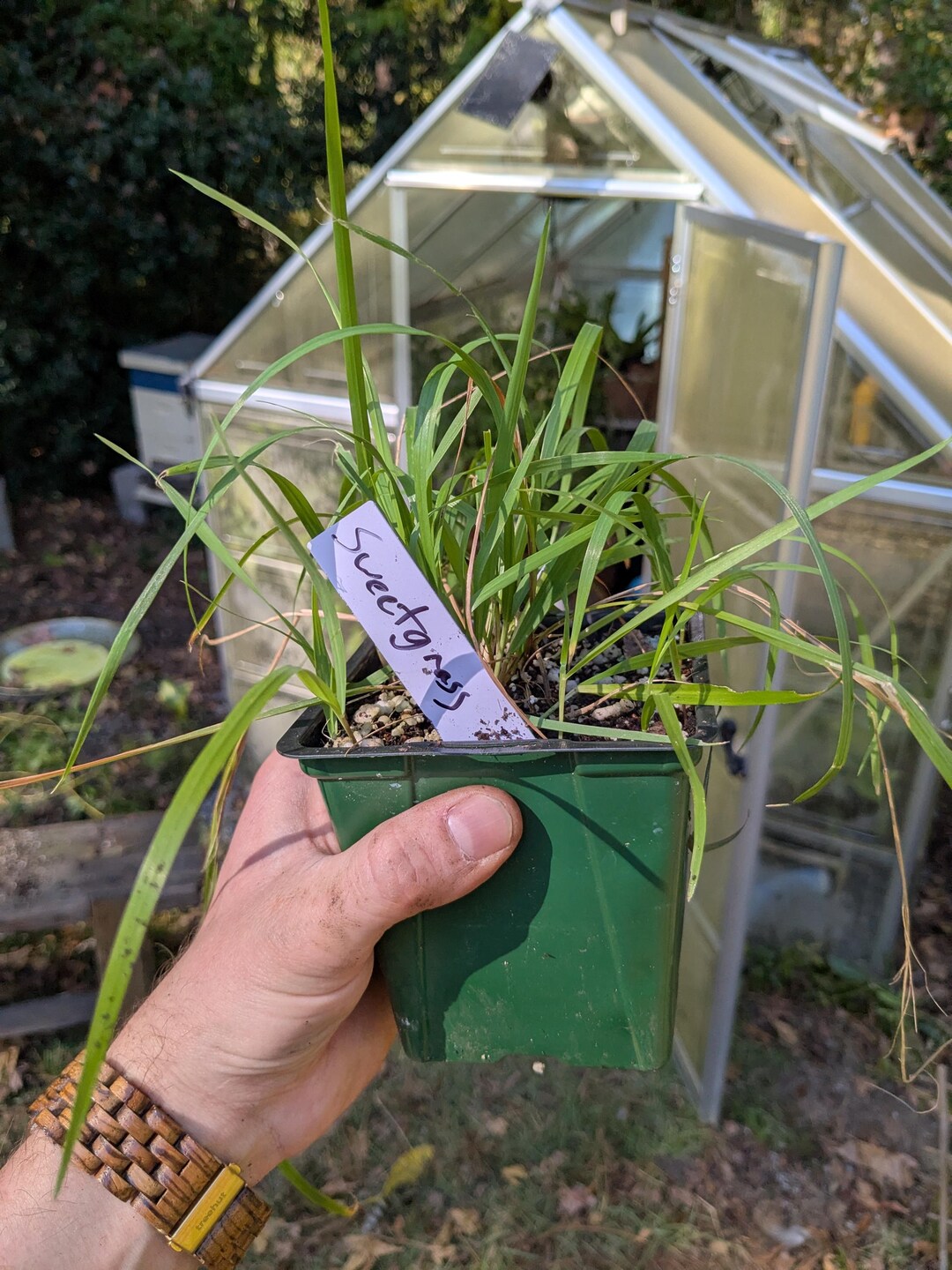 Hierochloe Odorata (sweetgrass, Manna Grass, Vanilla Grass) - Etsy