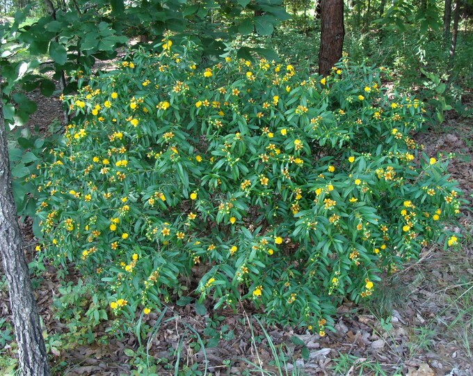 Hypericum Prolificum (shrubby St. John's Wort), Well-rooted Plant With ...