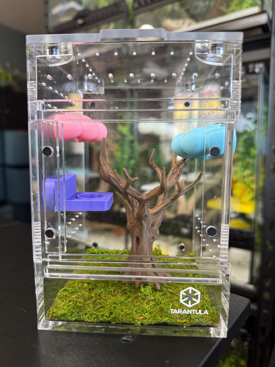 Jumping Spider Cloud Ledge - Etsy