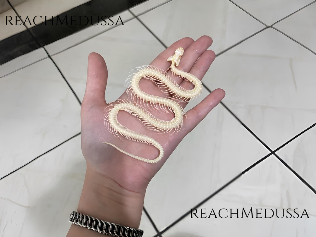 Handmade Sci-fi Snake Specimen, Complete Snake Skeleton Specimen Real ...
