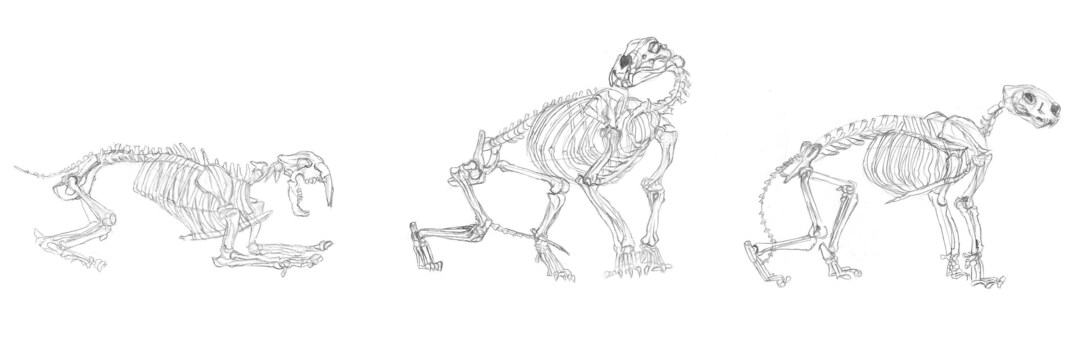 Sketches Saber Tooth Tiger Skeletons at La Brea Tar Pits Museum in Los ...